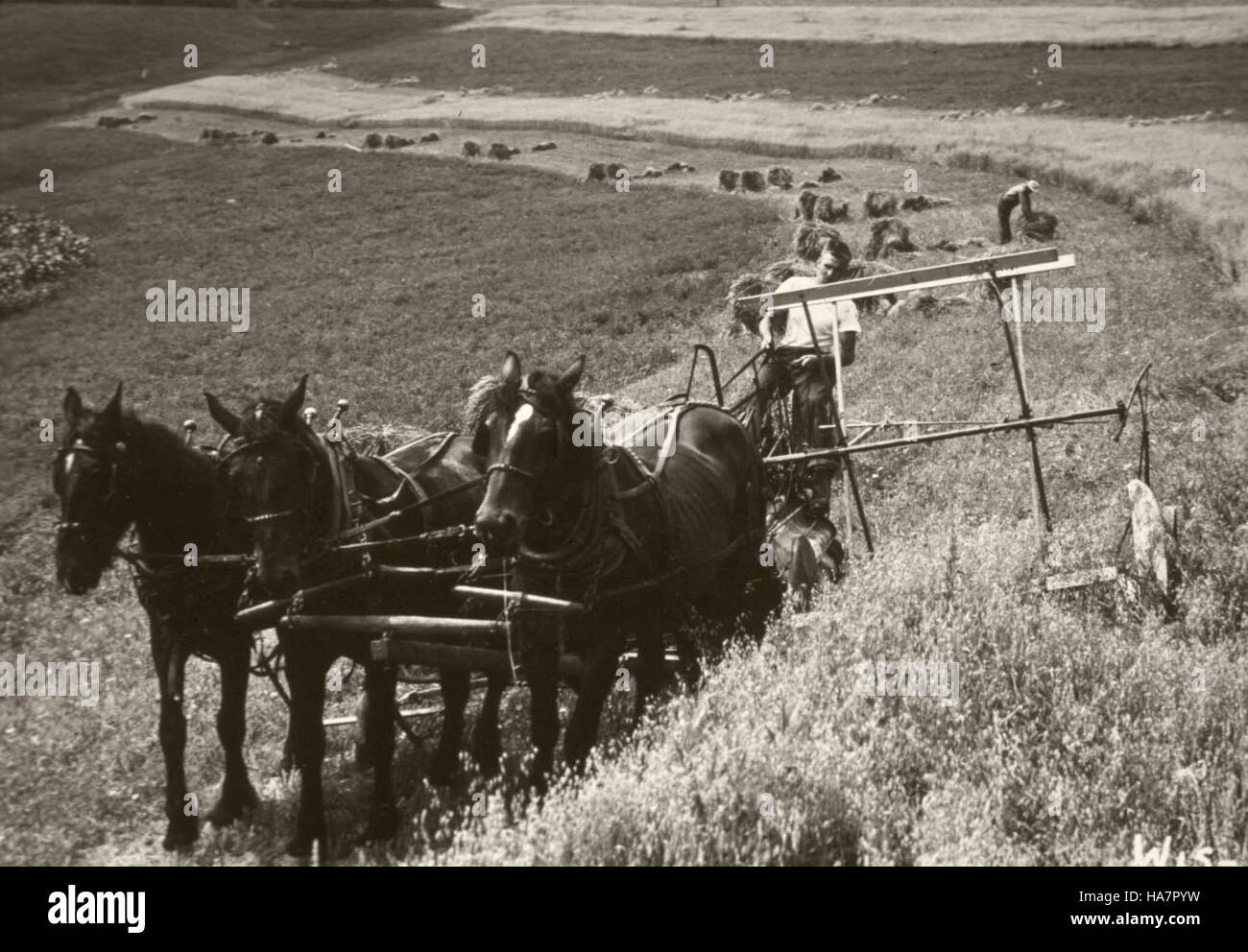 This historical image from the USDA shows a farmer harvesting oats with ...