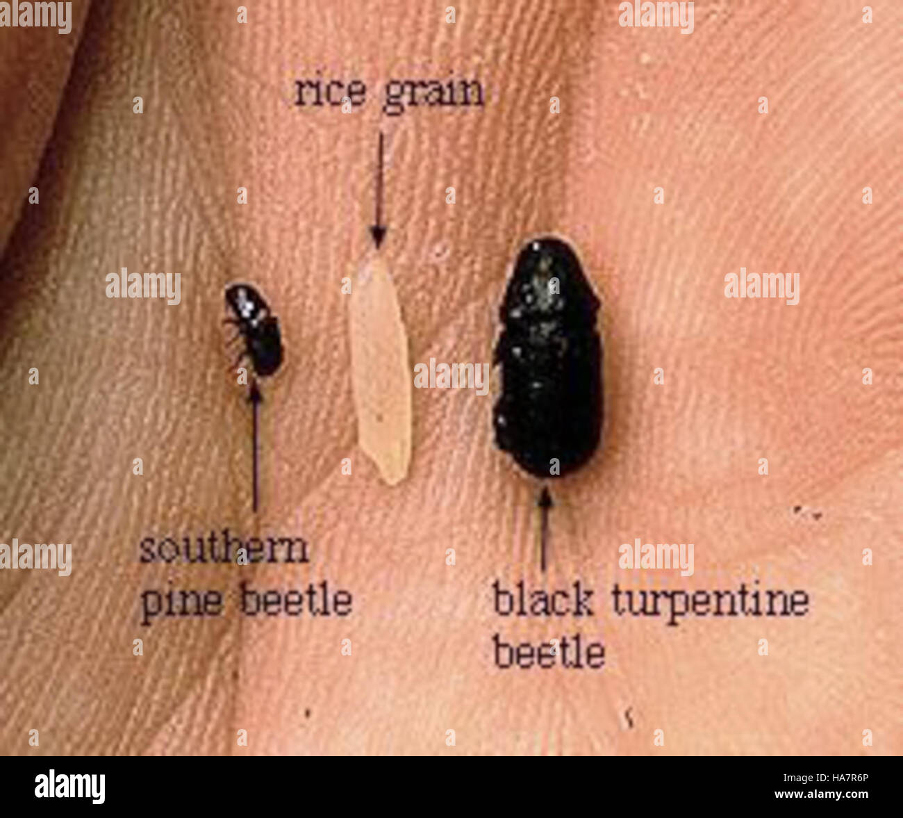 Pine beetle infestation in U.S. forests has caused extensive damage to ...