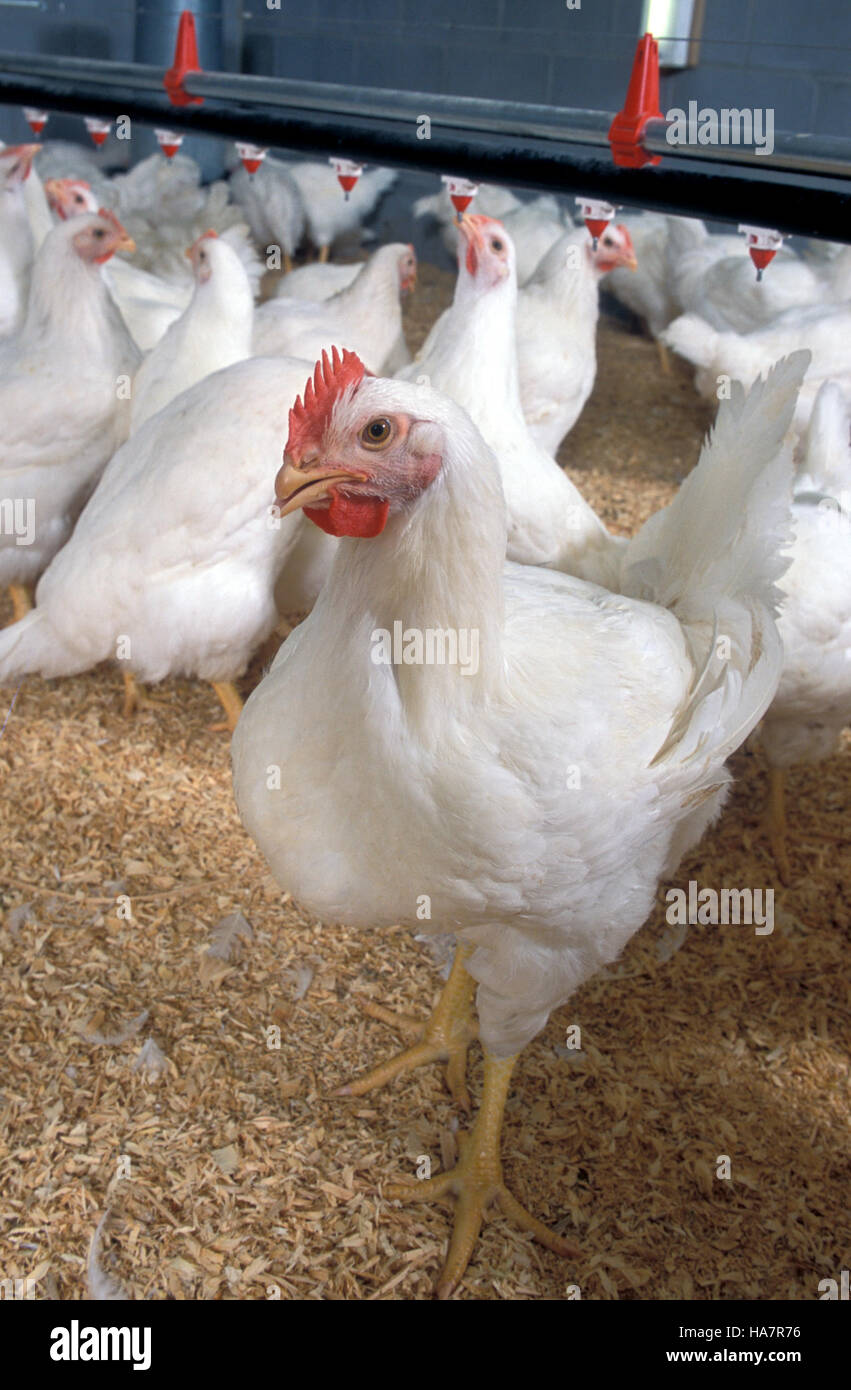 A photo from the USDA's Poultry Classes blog, highlighting educational ...