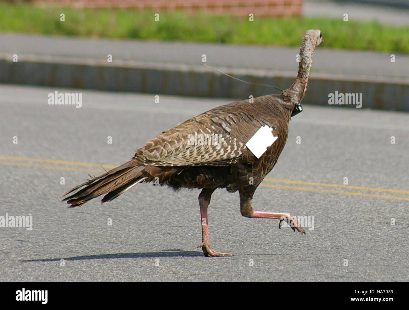 APHIS used tracking transmitters to monitor wild turkey populations ...