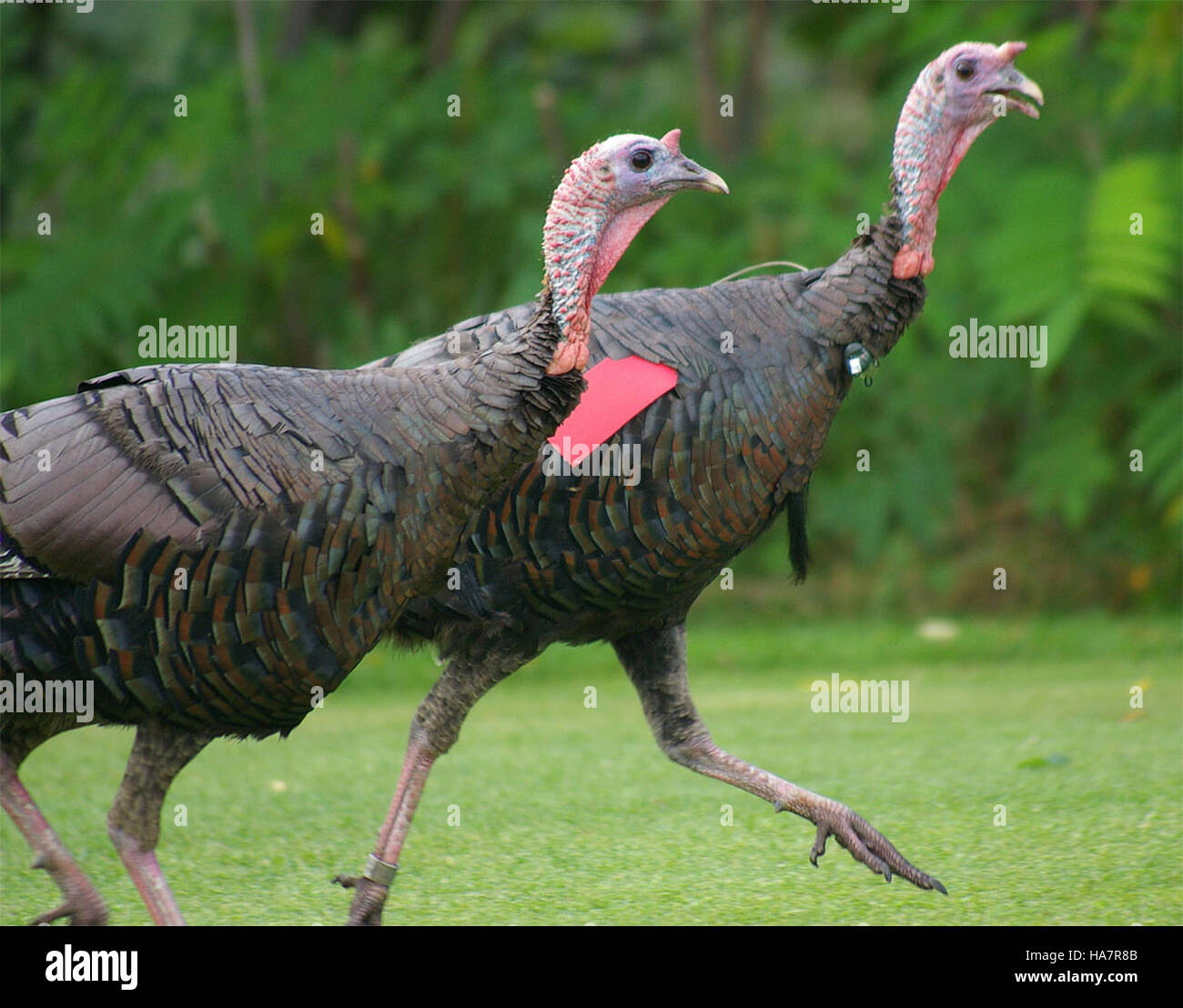 The U.S. Department of Agriculture’s Animal and Plant Health Inspection ...