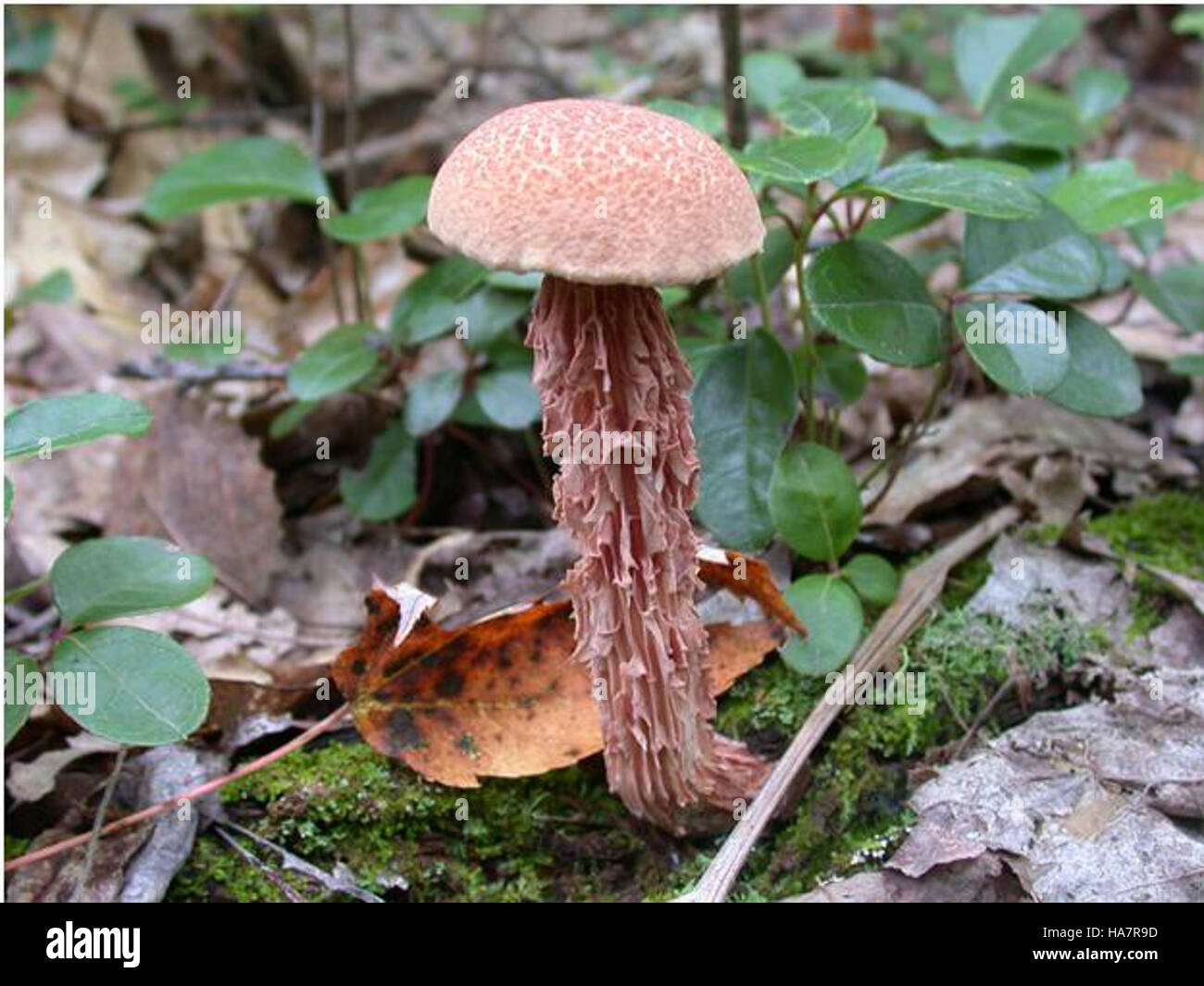Mushrooms, an essential part of ecosystems, contribute to soil health ...