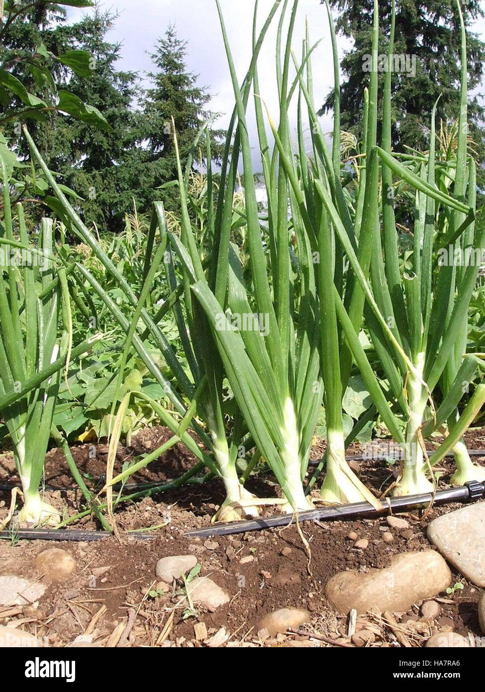 Zenger farms hi-res stock photography and images - Alamy