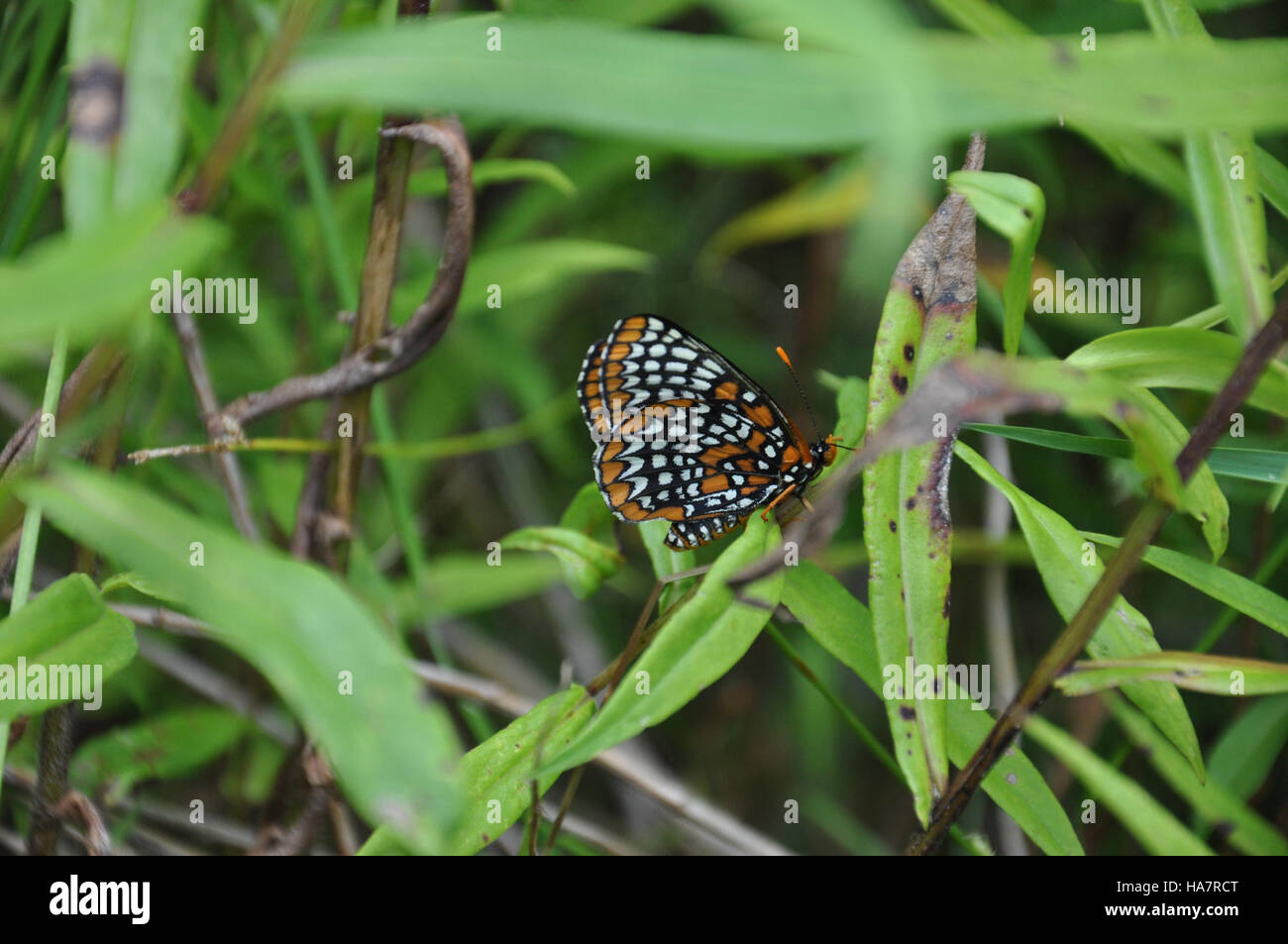 The Baltimore Checkerspot, a butterfly species native to the eastern U ...