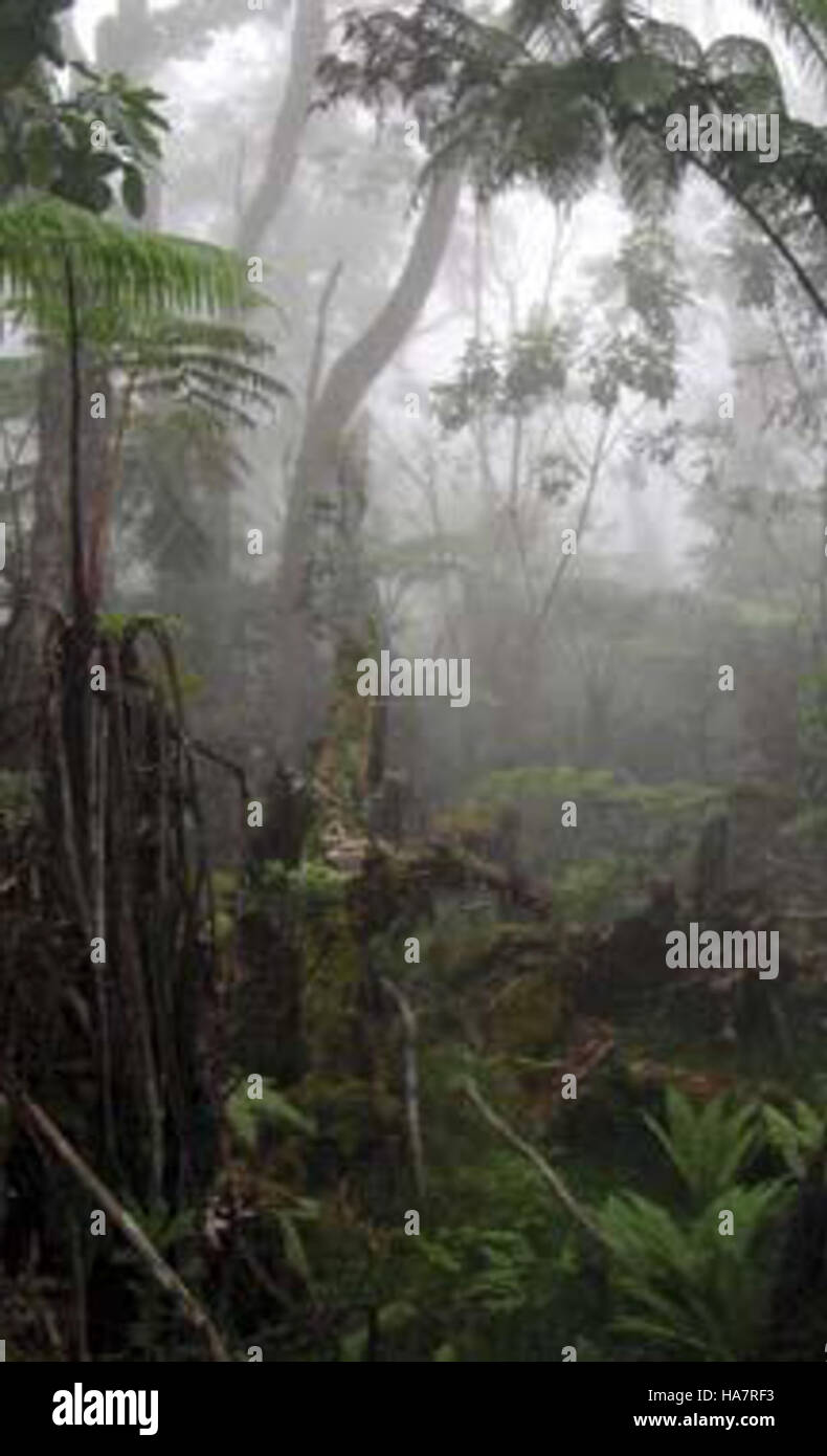 usdagov 6507178251 hawaiian forest Stock Photo - Alamy