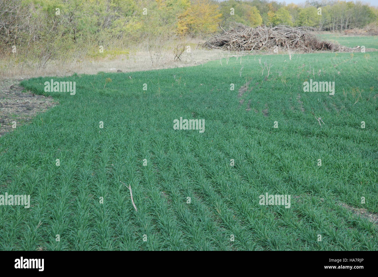 usdagov 6522596701 Drought Cover Crop Oats and Vetch Stock Photo - Alamy