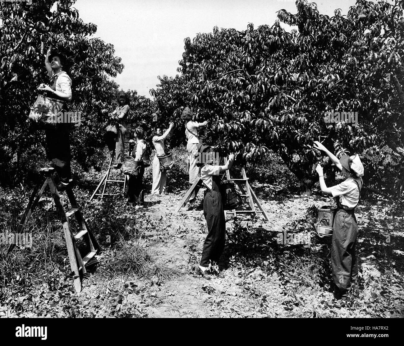 The USDA worked on promoting agricultural policies that enhance food ...