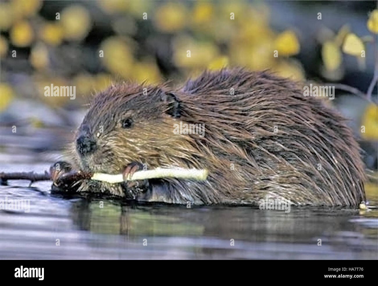 Beavers are a key species in maintaining healthy ecosystems through ...