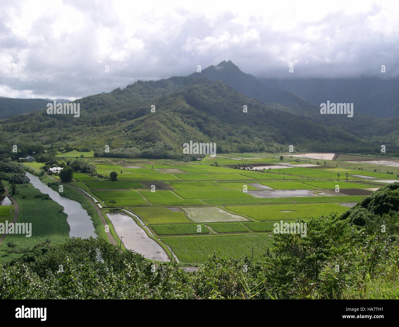 A photo from the NASS Hawaii Agriculture blog, showcasing taro fields ...