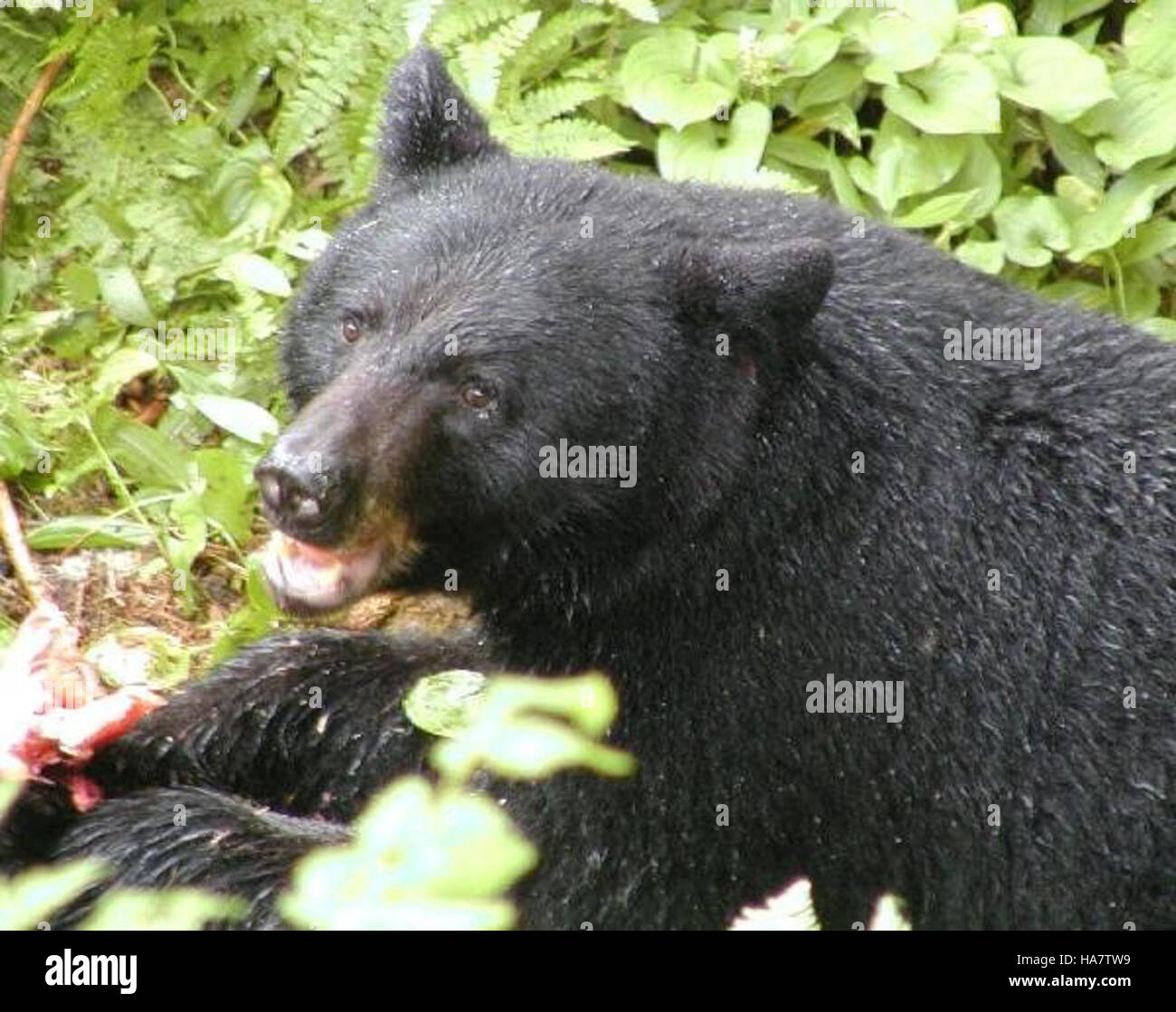 After being orphaned, two bear cubs are successfully returned to the ...