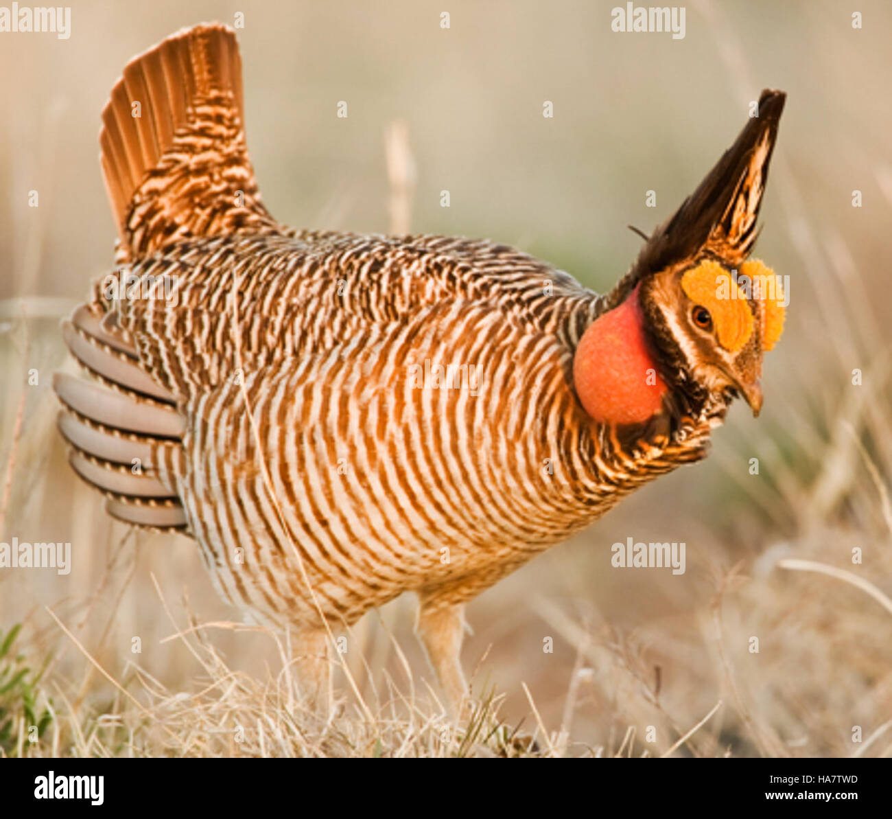 Lesser Prairie Chicken High Resolution Stock Photography and Images - Alamy
