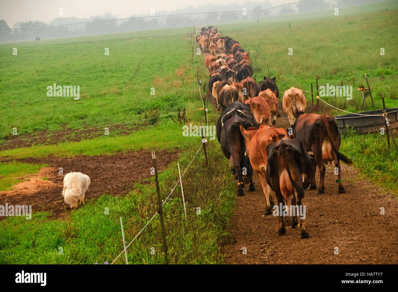 The USDA promotes organic cattle farming as part of sustainable ...