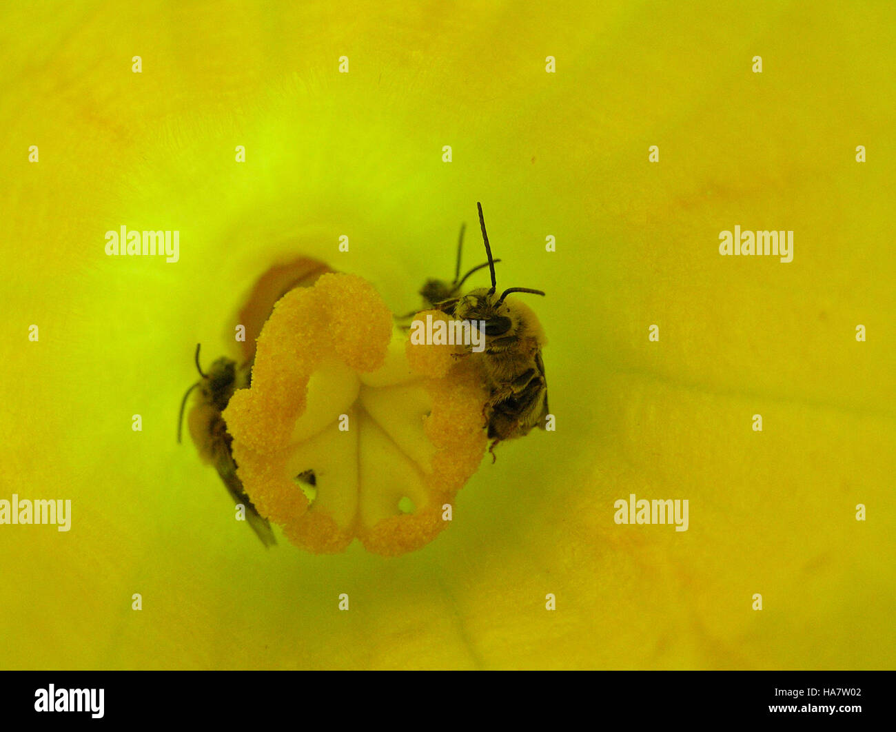This image highlights the role of the Squash bee, a key pollinator in ...
