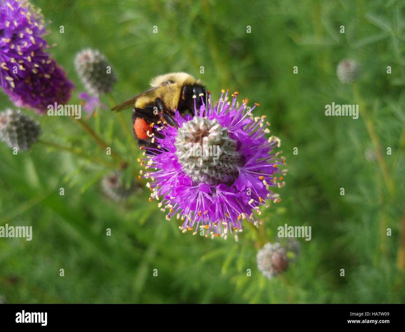 Vital role pollinators bumblebee hi-res stock photography and images ...