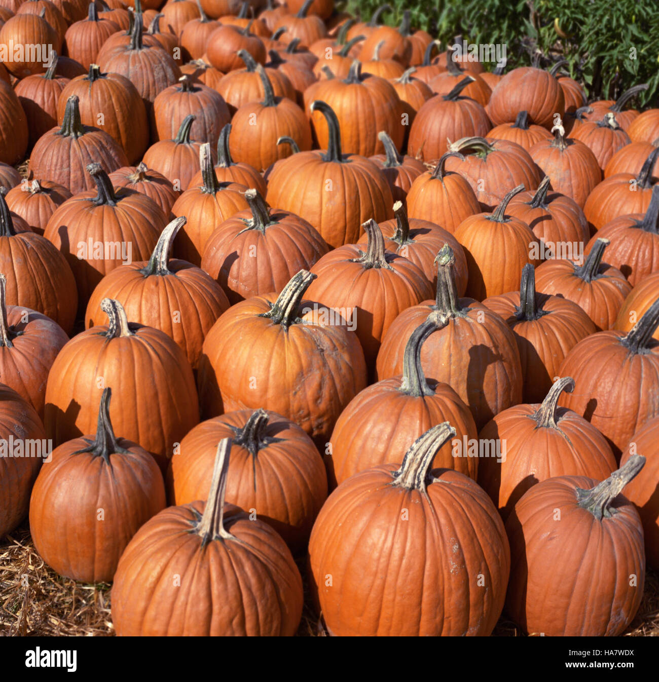 The USDA marks its 150th anniversary, celebrating its role in shaping ...