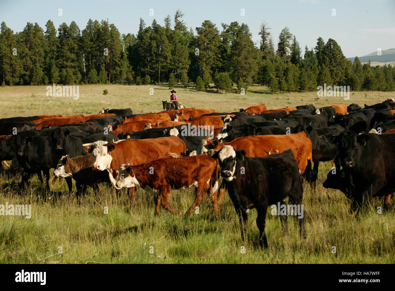 Politics cows hi-res stock photography and images - Alamy