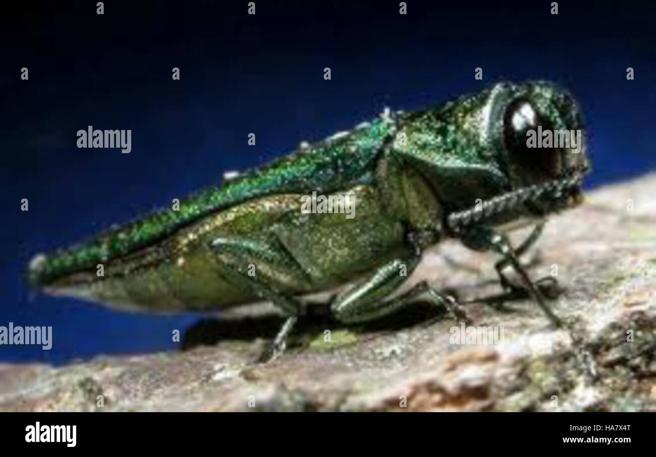 The emerald ash borer hi-res stock photography and images - Alamy