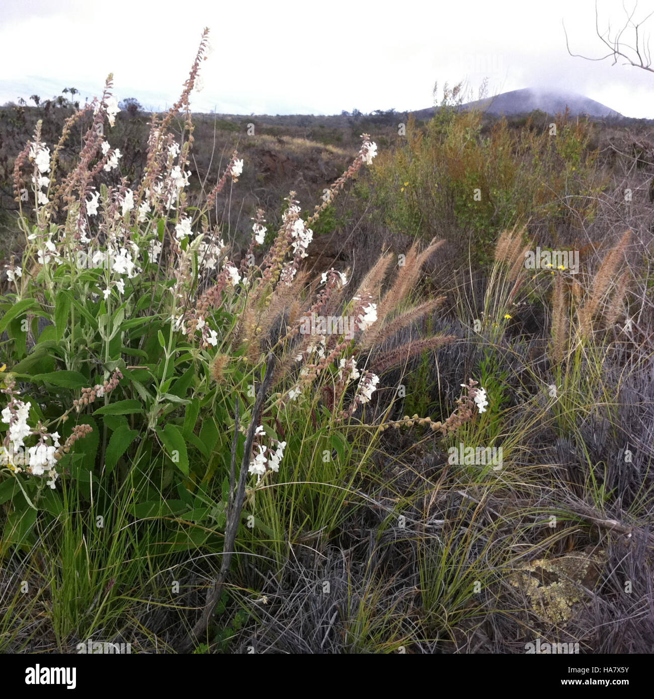 The term 'Haphap' in this context refers to a concept involving nature ...