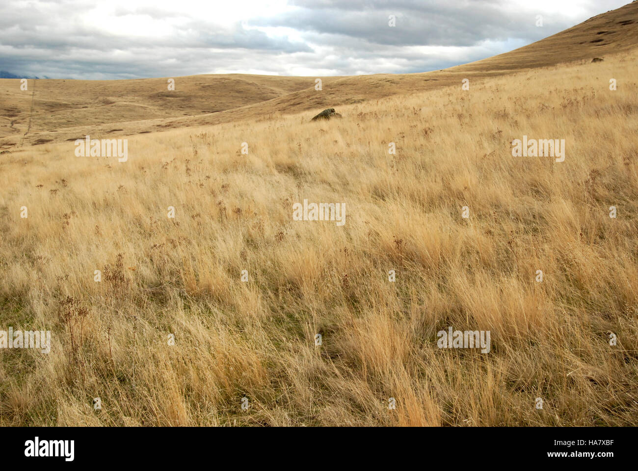 The USDA's Forest Service focuses on combating invasive species at the ...
