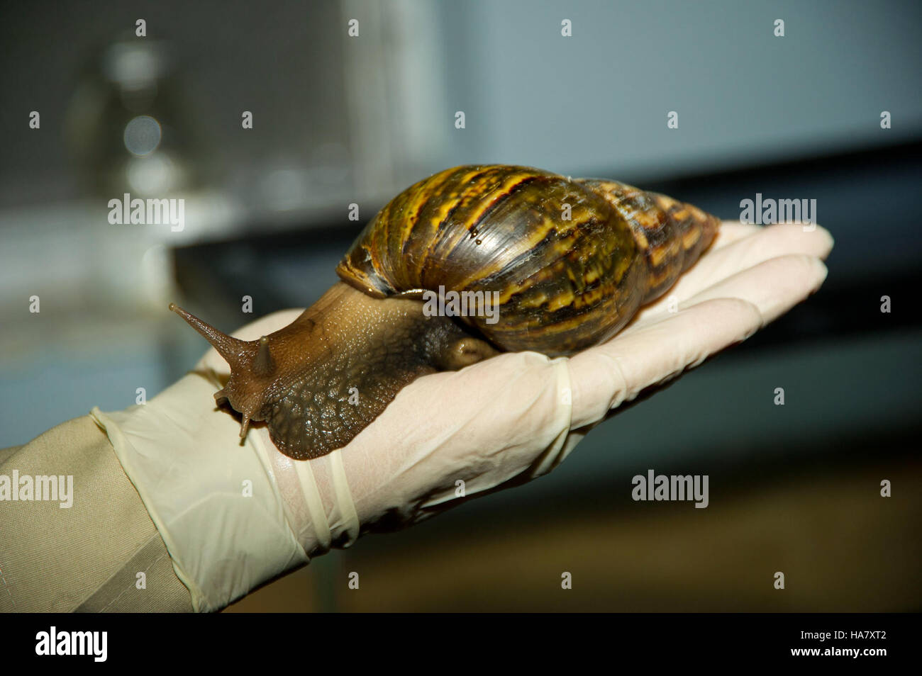 The GASSnail species, observed in the USDA’s environmental research ...