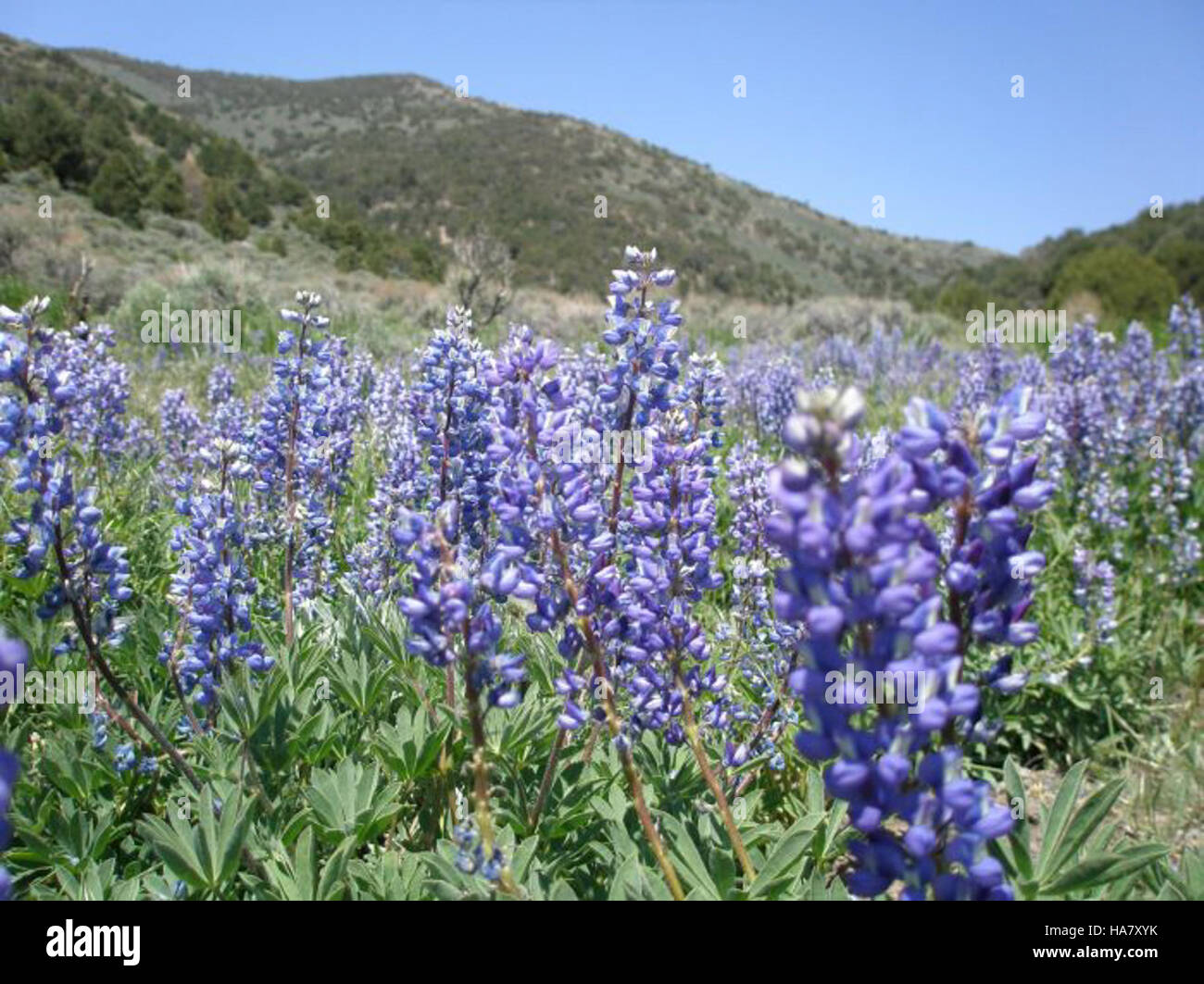 Becky Peak Wilderness Area in Nevada is a pristine wilderness protected ...