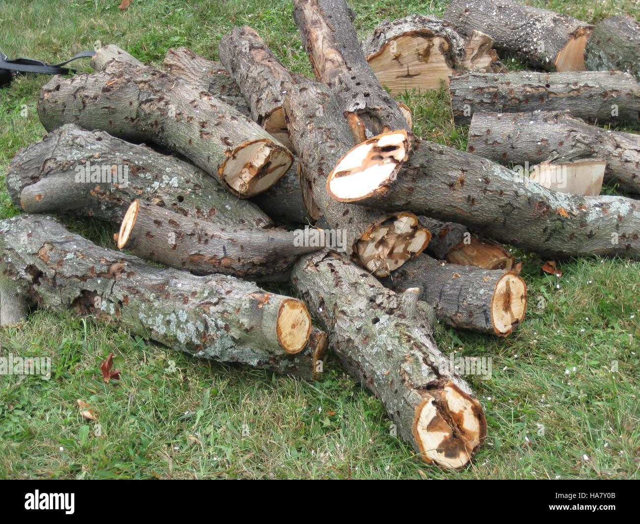The Asian Longhorned Beetle (ALB) causes significant damage to trees by ...