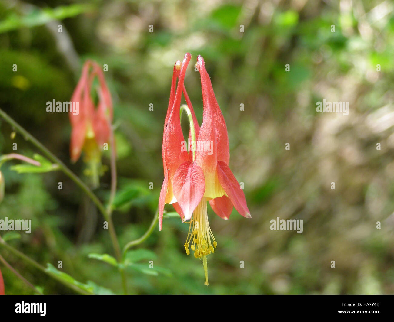Columbine flowers pollination hi-res stock photography and images - Alamy