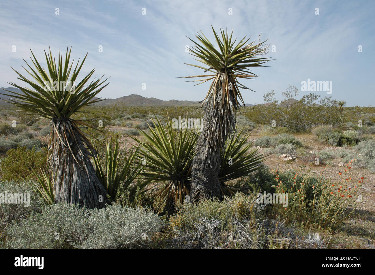 Joshua trees iconic plants hi-res stock photography and images - Alamy
