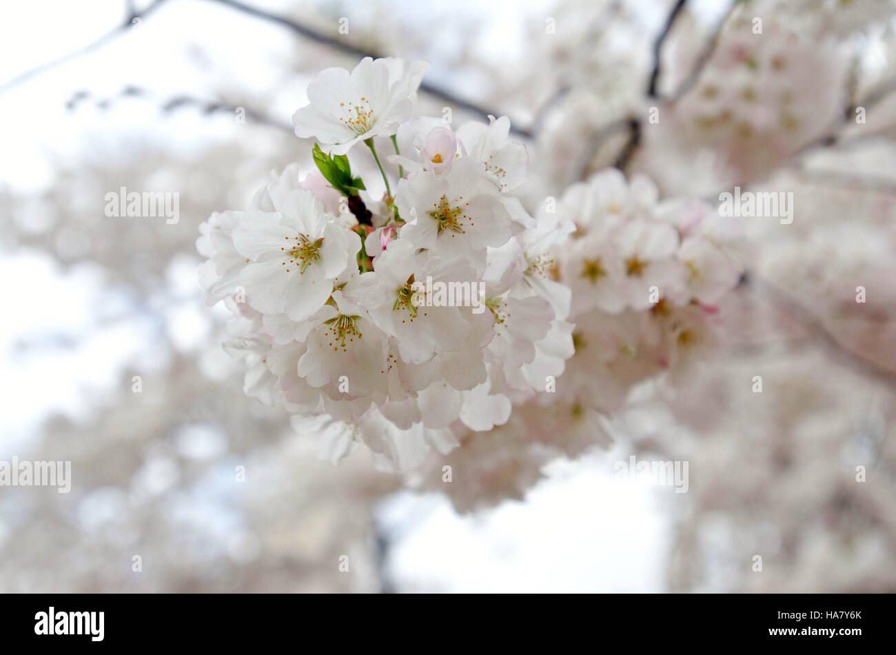 This image of the Cherry Blossom trees at the Tidal Basin in Washington ...