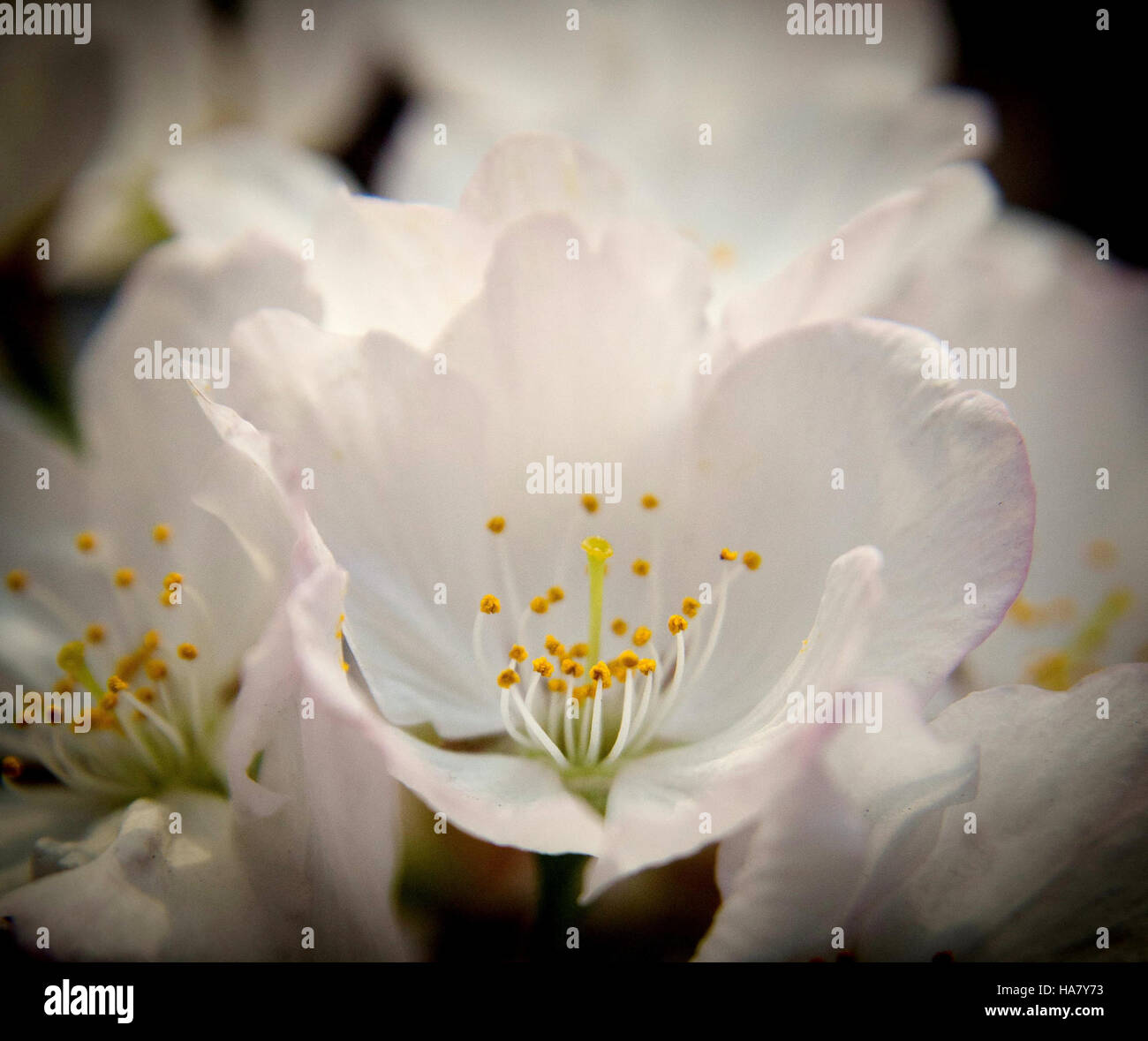 A photo showing cherry blossoms in full bloom with clouds reflected in ...