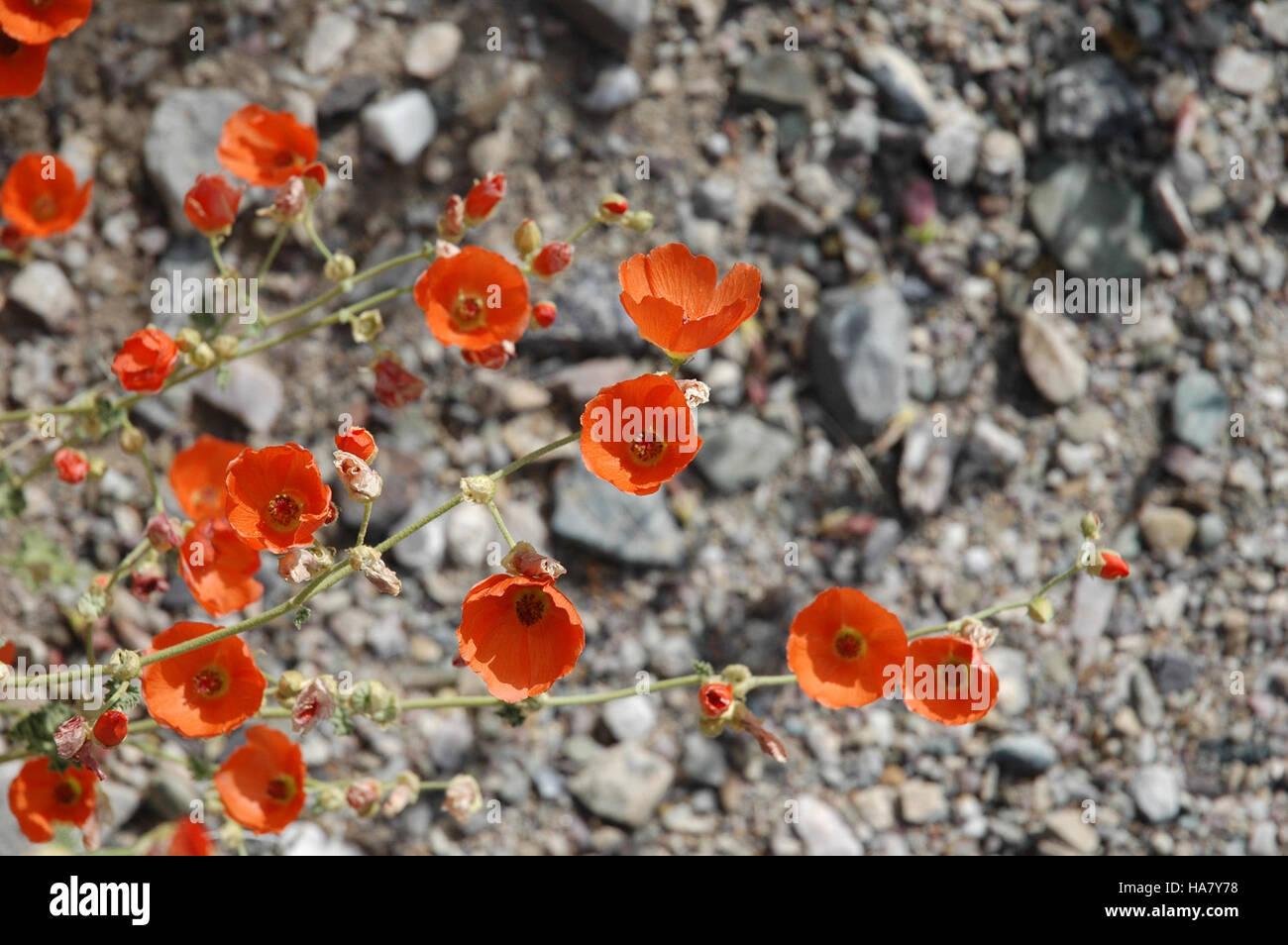 Wildflowers, including the globe mallow, bloom in the Nevada desert ...
