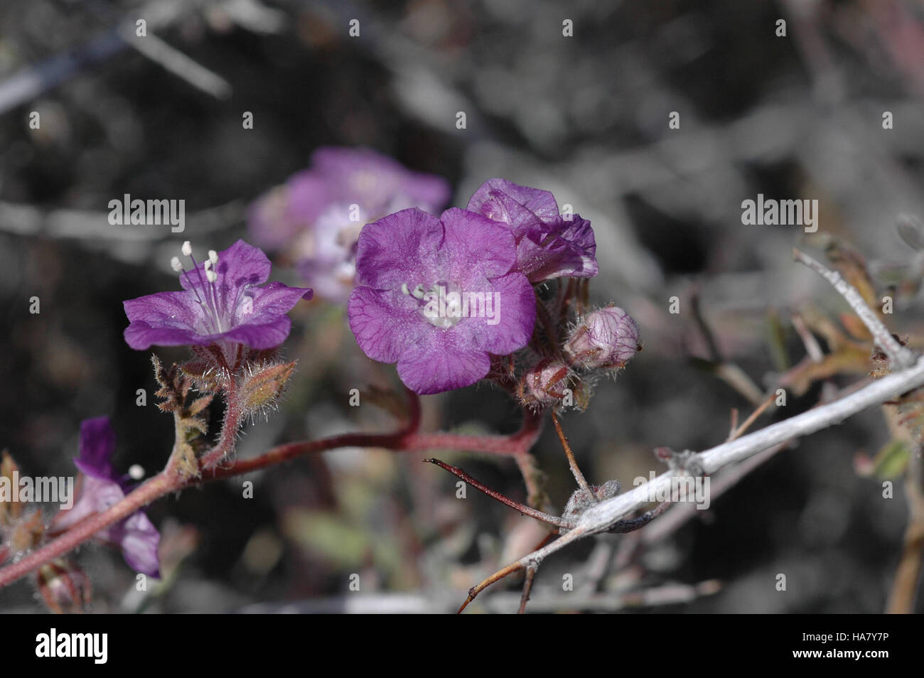 blmnevada 5387743319 Spring Wildflowers in the Nevada Desert Stock ...