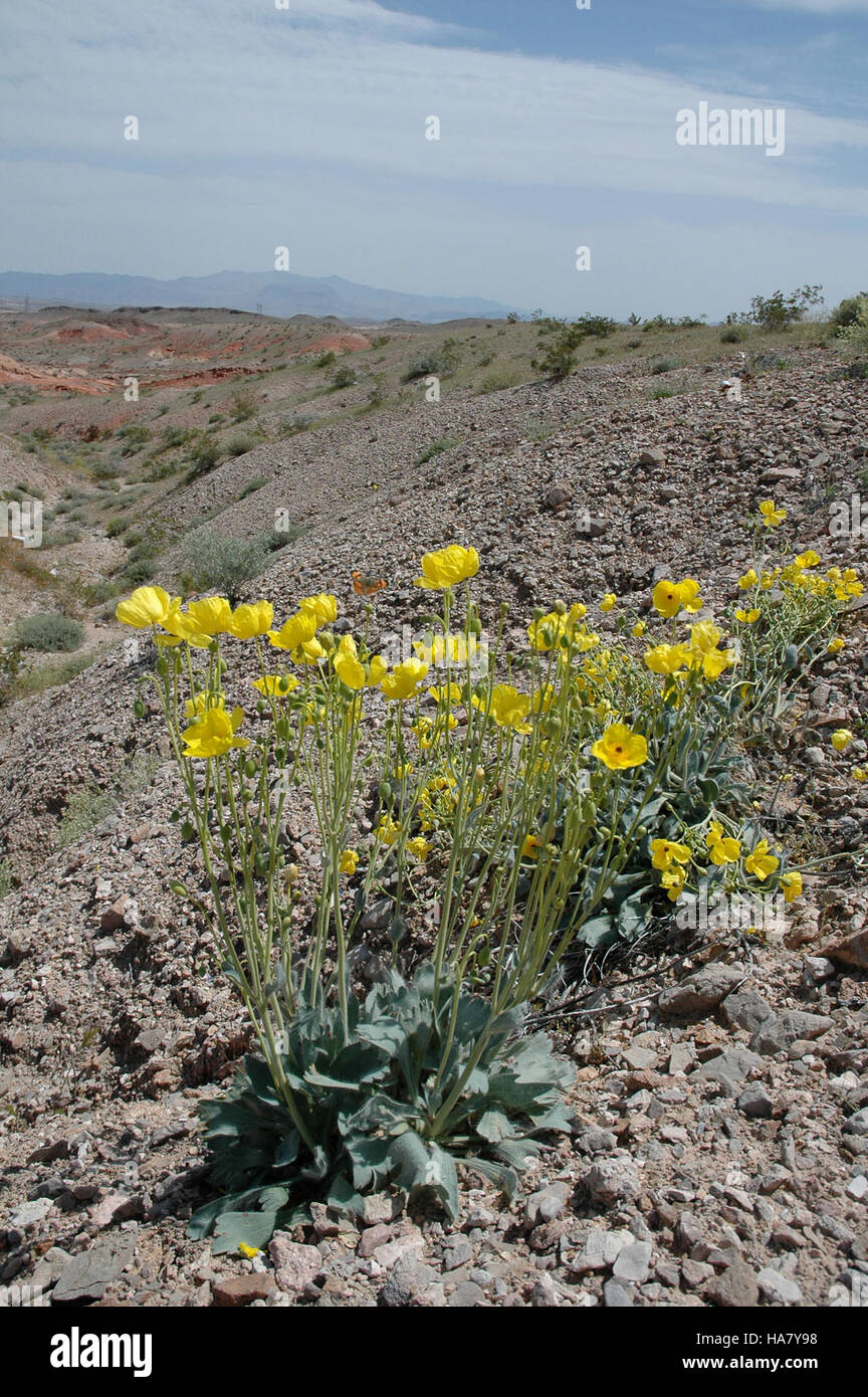 blmnevada 5387748997 Spring Wildflowers in the Nevada Desert Stock ...