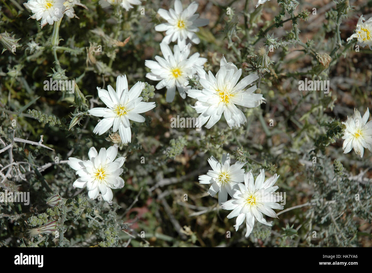 This image highlights the vibrant spring wildflowers blooming in the ...