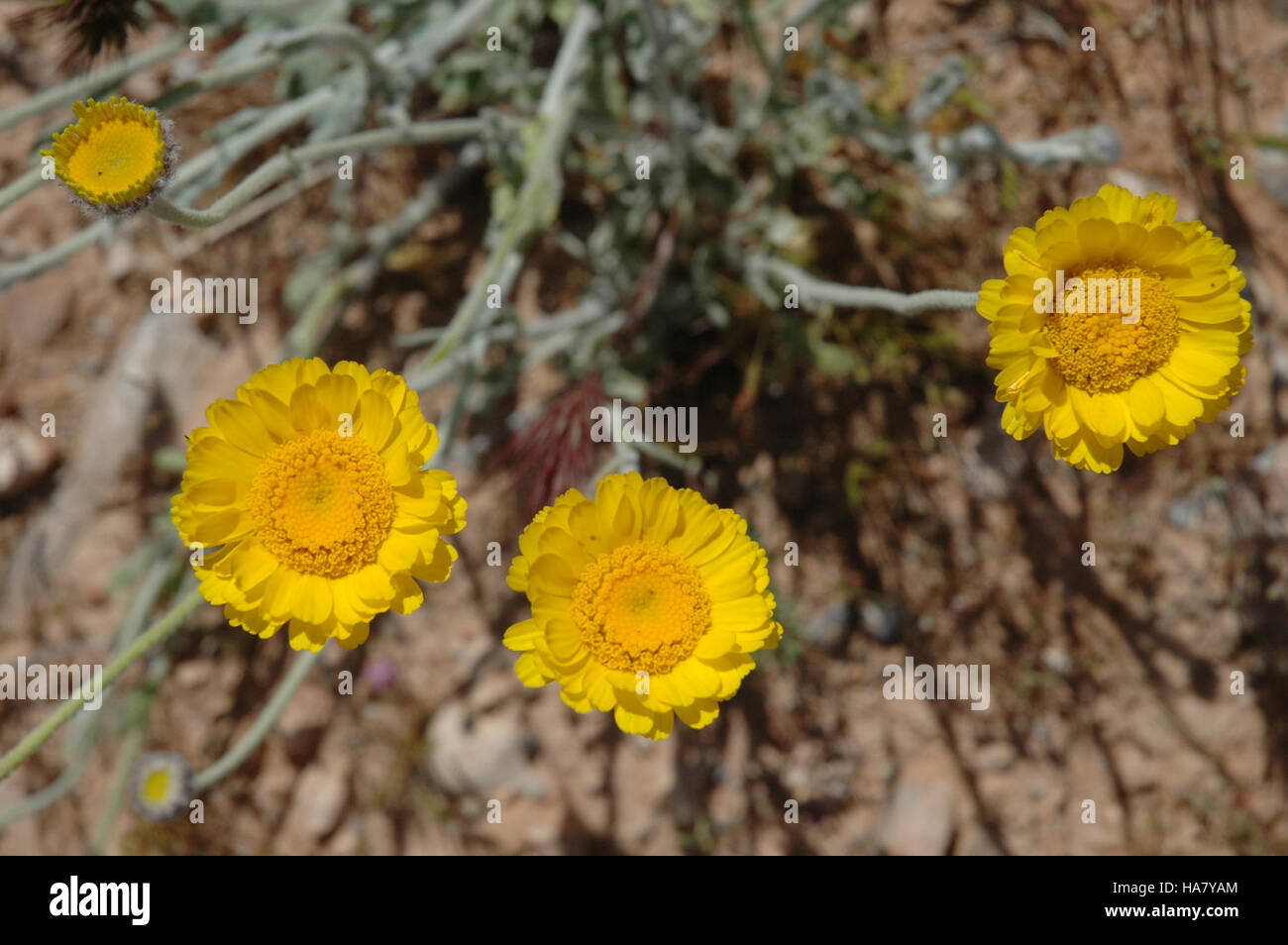 blmnevada 5387774563 Spring Wildflowers in the Nevada Desert Stock ...