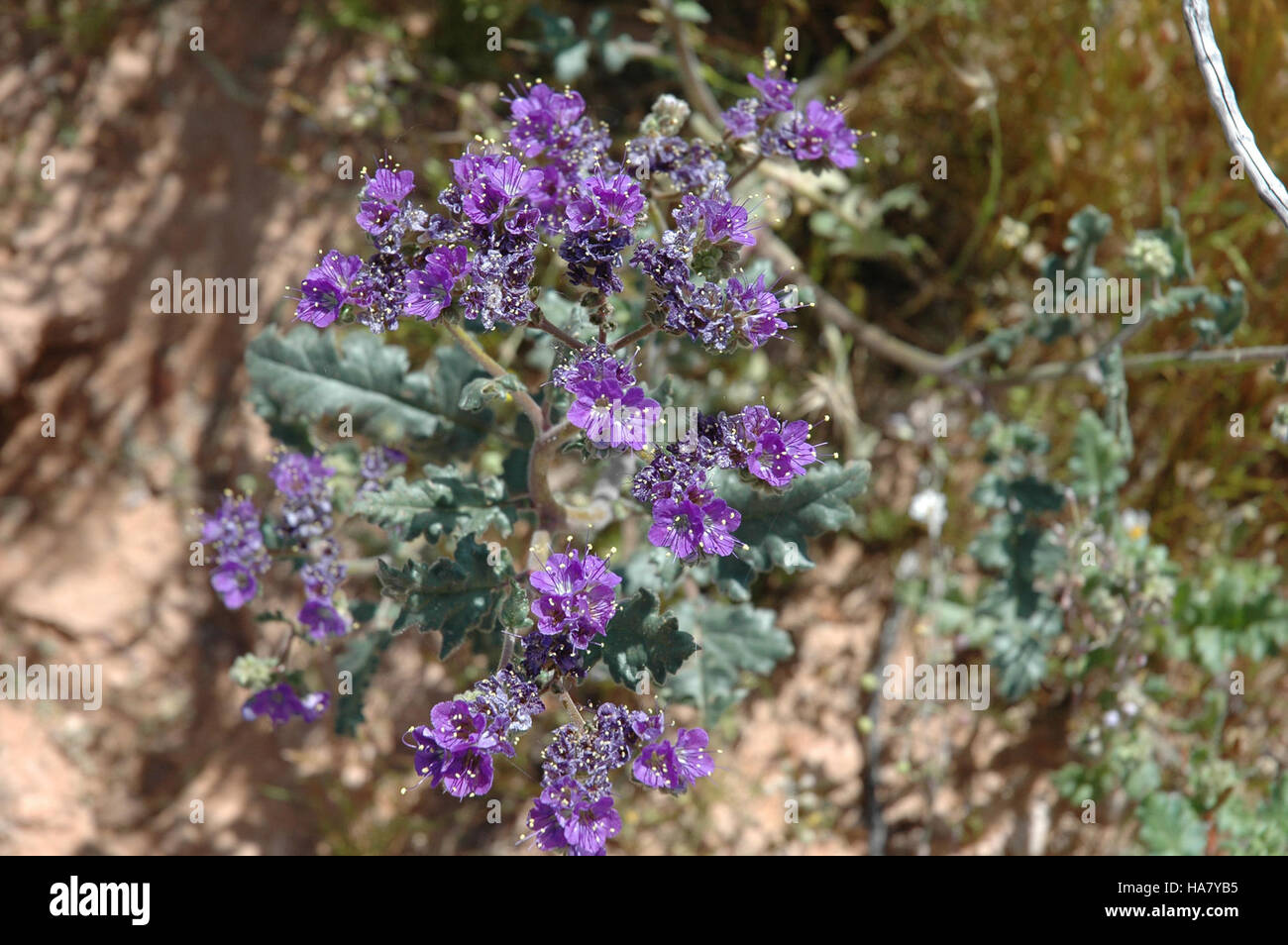 blmnevada 5387774565 Spring Wildflowers in the Nevada Desert Stock ...