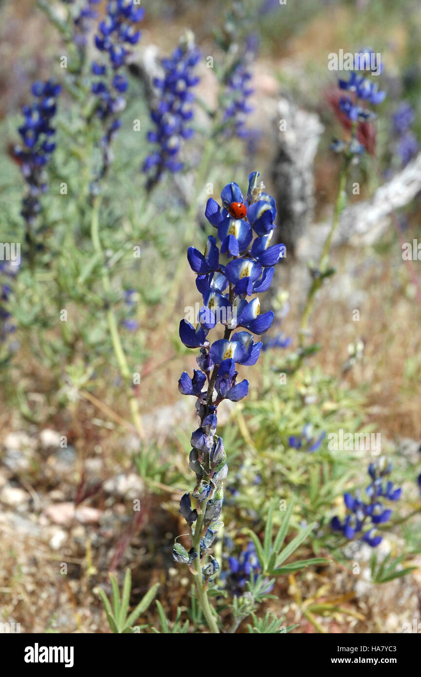 blmnevada 5387774573 Spring Wildflowers in the Nevada Desert Stock ...