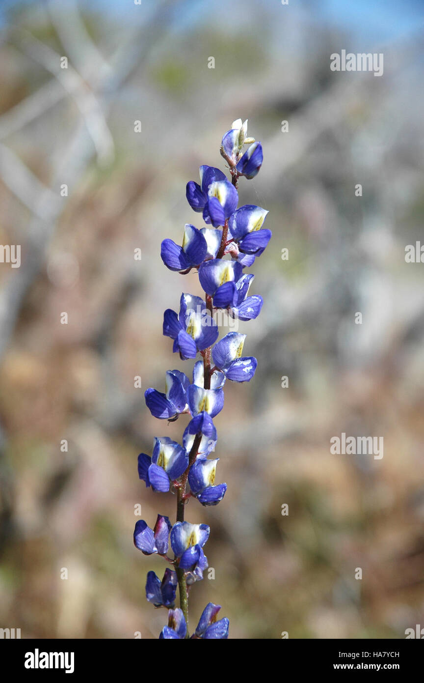 An image showcasing spring wildflowers in the Nevada Desert, including ...