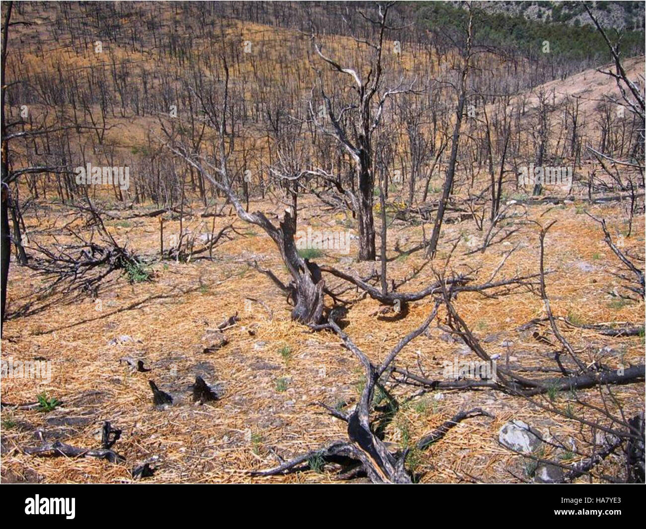 Woodstraw in a burned-over area, illustrating natural recovery after a ...