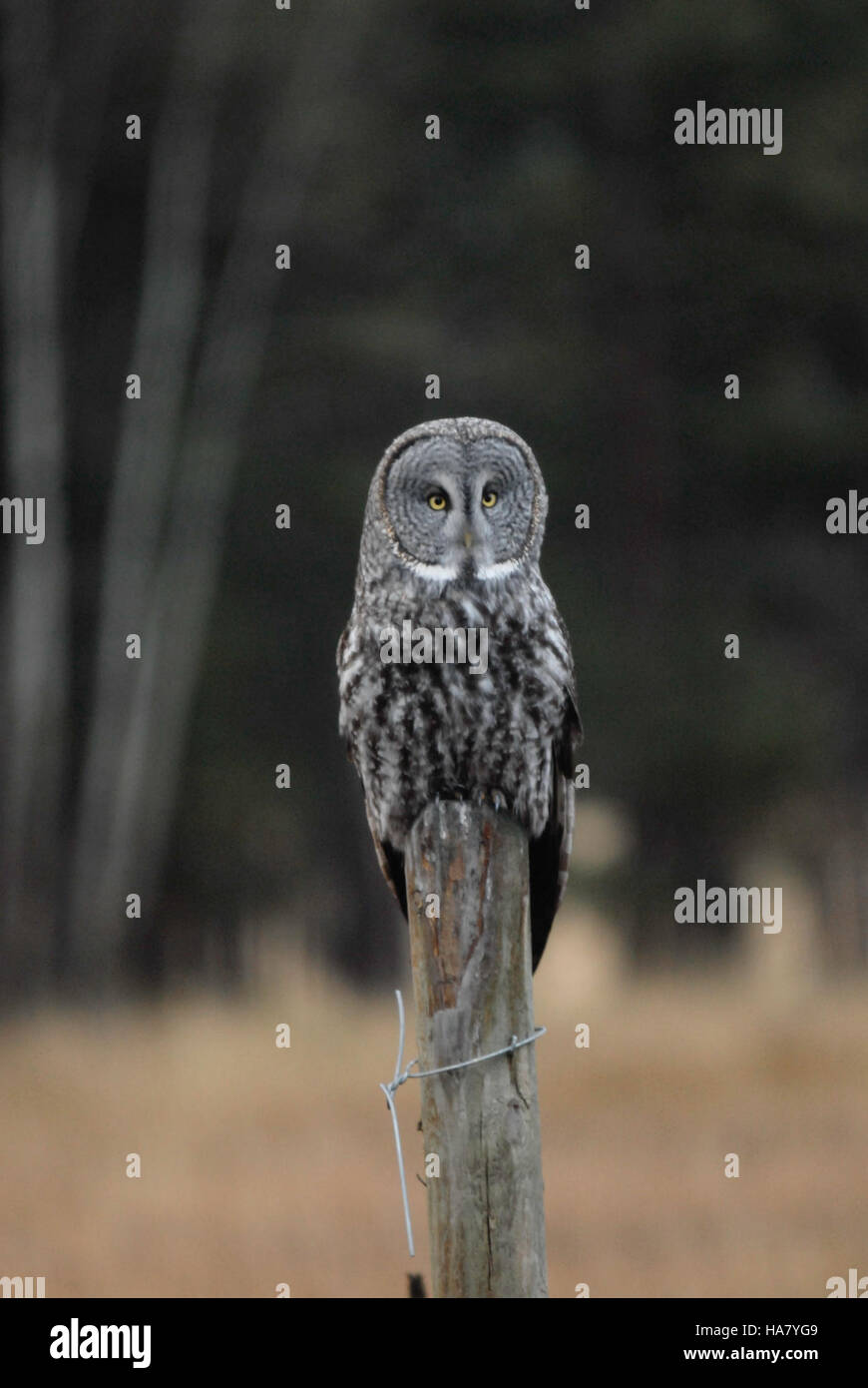 This photo focuses on invasive species in Montana, highlighting their ...