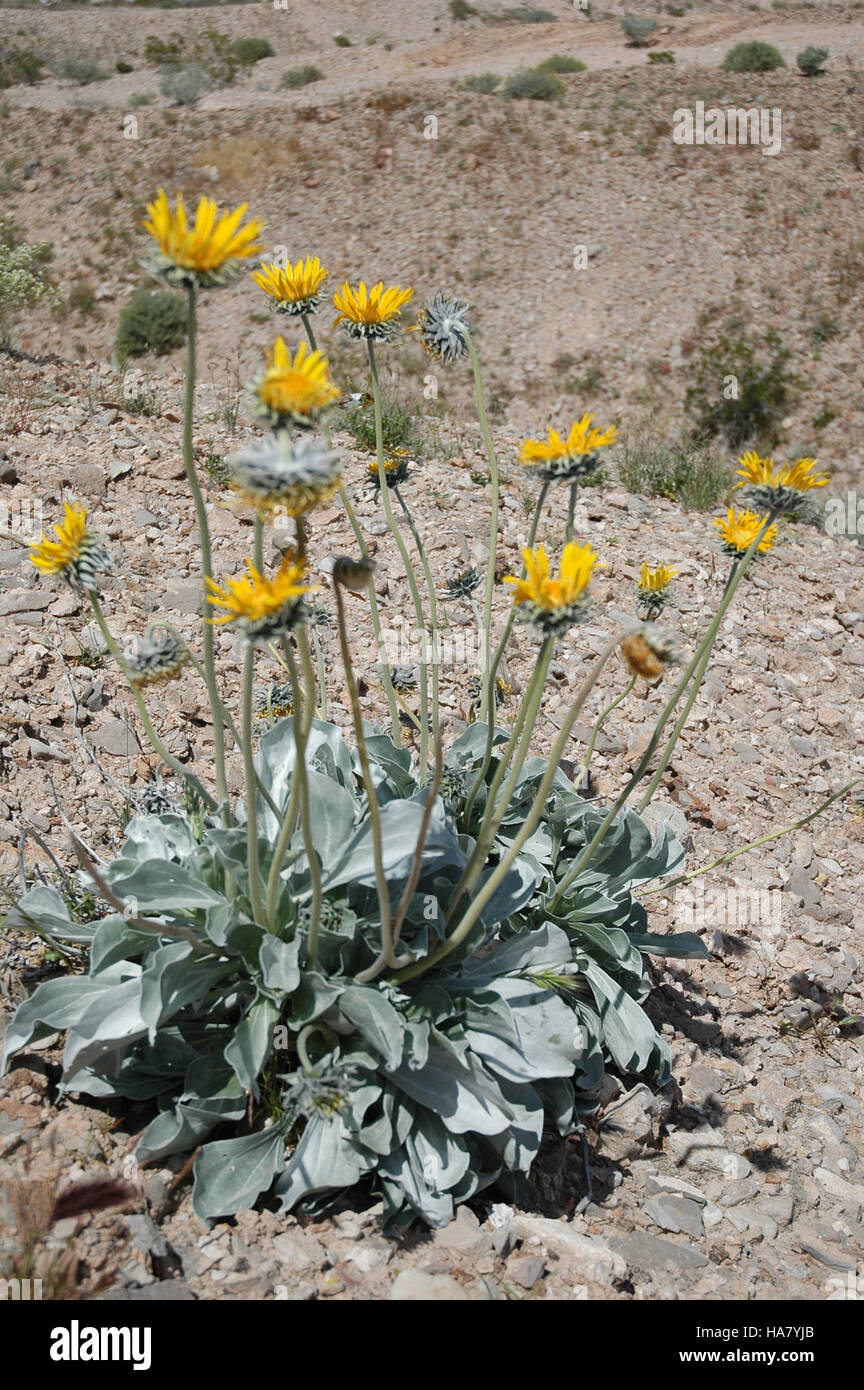 blmnevada 5388360582 Spring Wildflowers in the Nevada Desert Stock ...