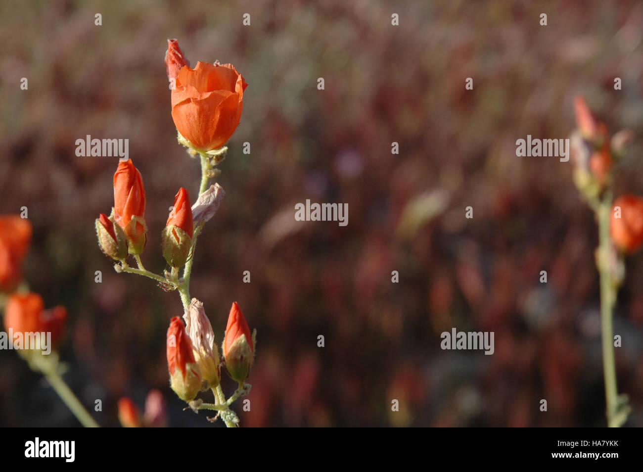 The Nevada desert comes alive with spring wildflowers, such as globe ...