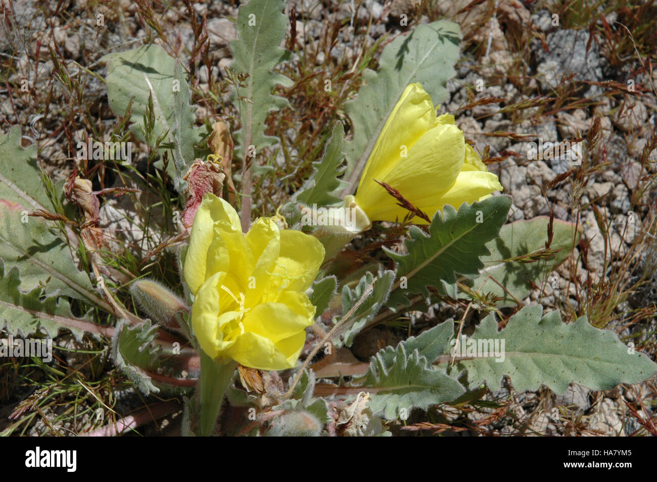 blmnevada 5388373286 Spring Wildflowers in the Nevada Desert Stock ...