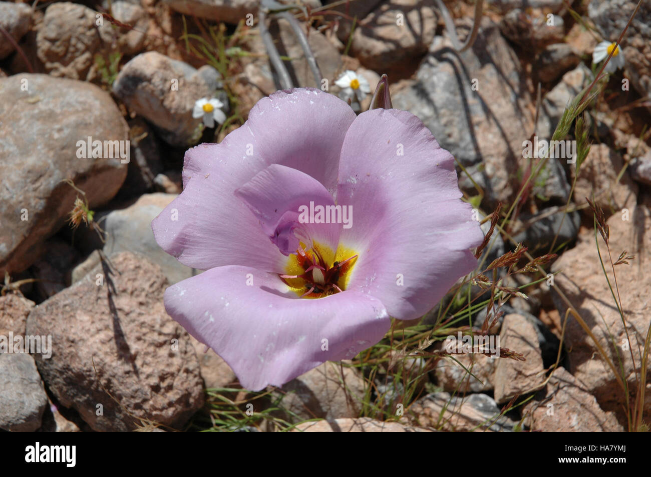 Spring wildflowers bloom across Nevada’s desert landscapes, including ...