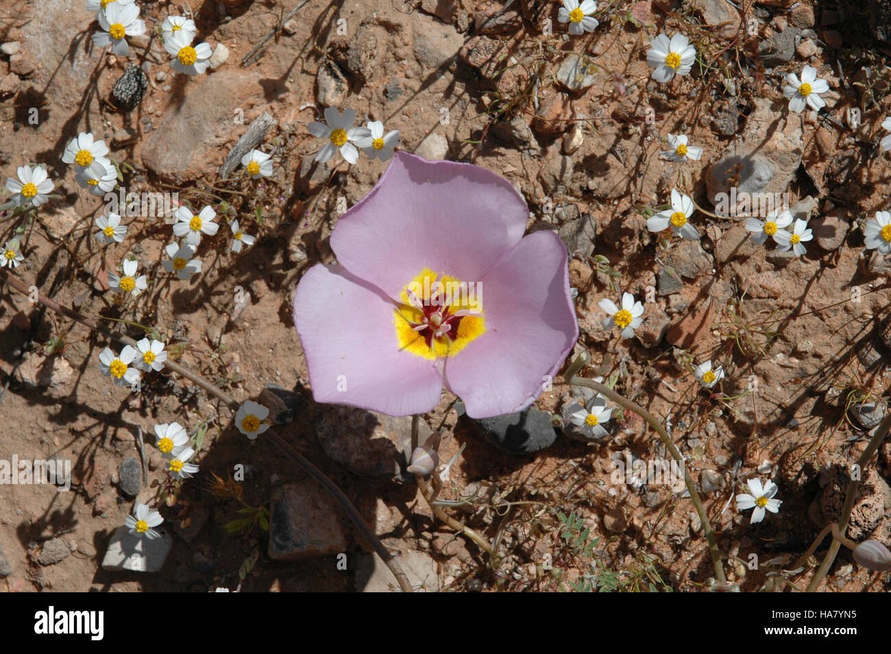 A vivid display of spring wildflowers in the Nevada desert ...