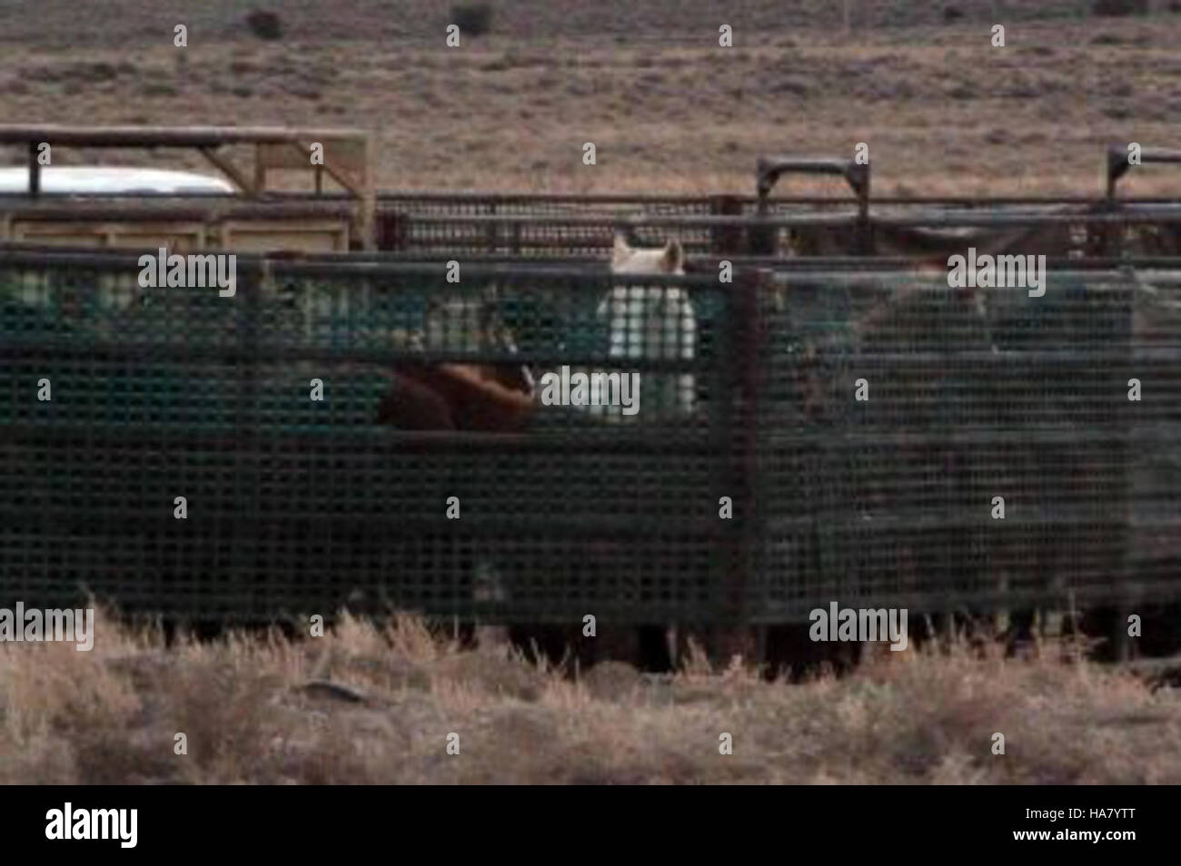 This image shows the offloading of animals into corrals on January 24 ...
