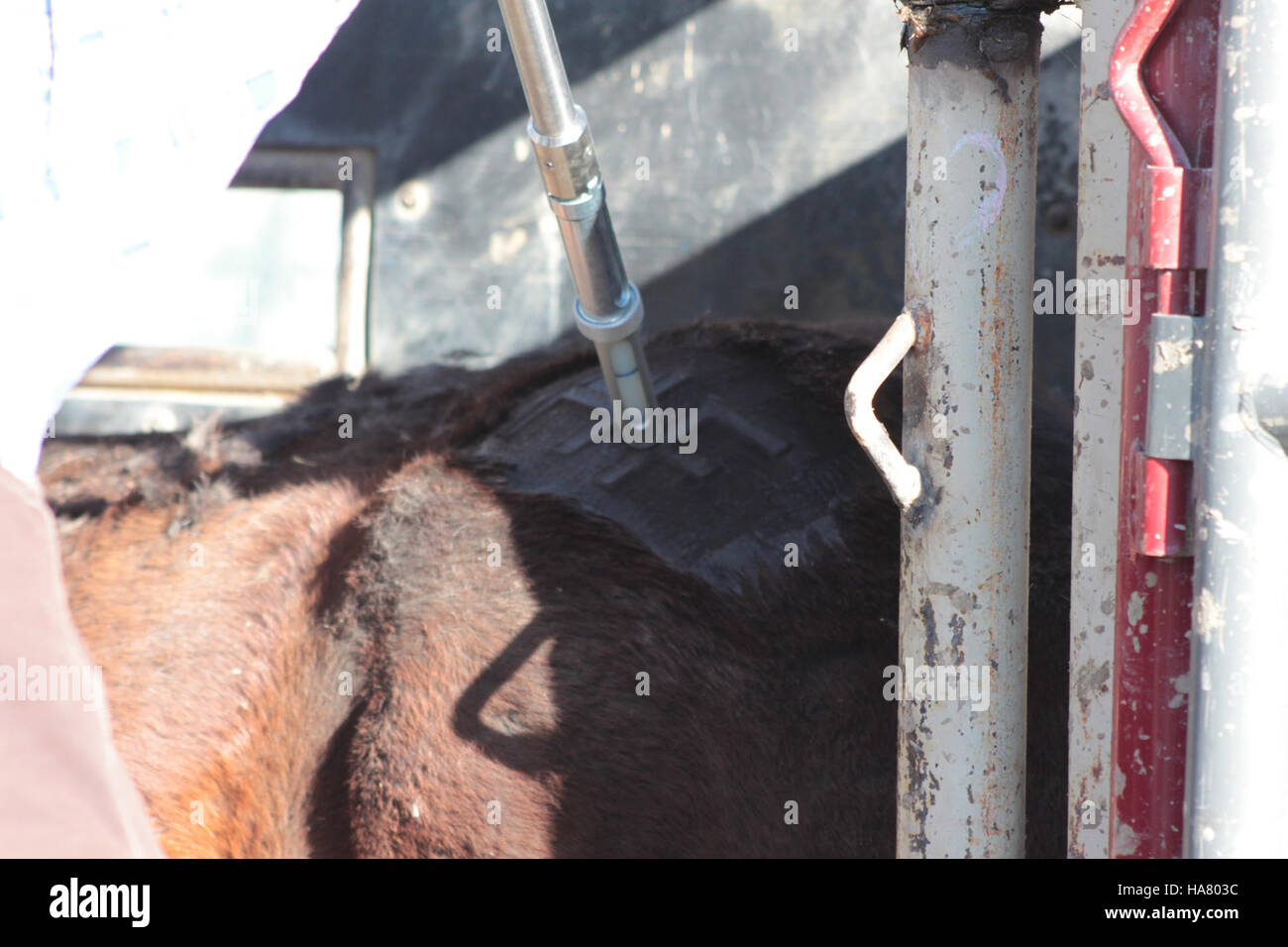 Land based species hi-res stock photography and images - Alamy