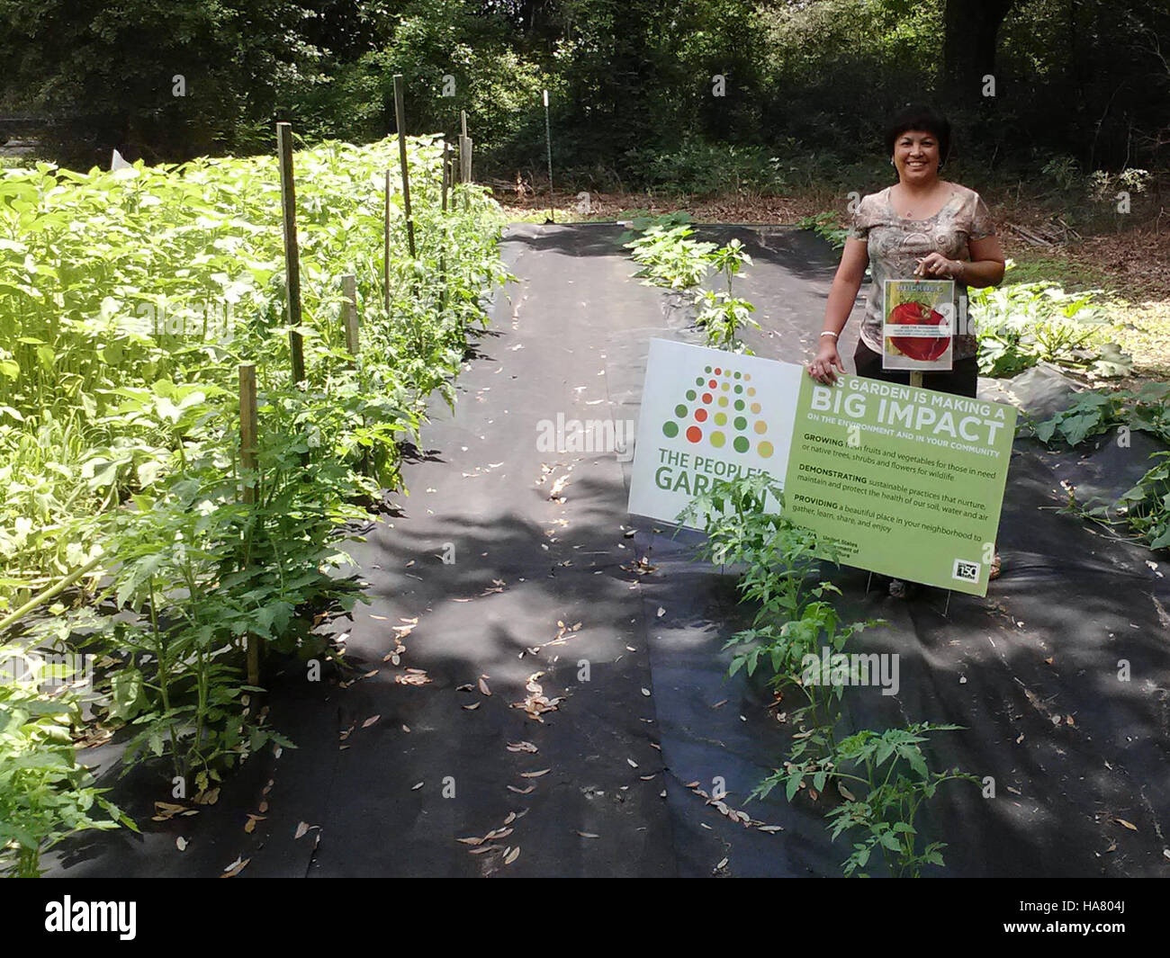 Emily Lincoln's tomato crops, grown in a national park environment ...