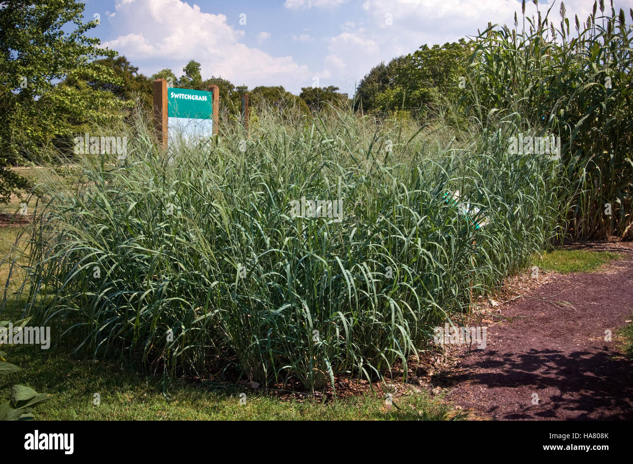 Switchgrass, displayed at the U.S. National Arboretum, is considered a ...
