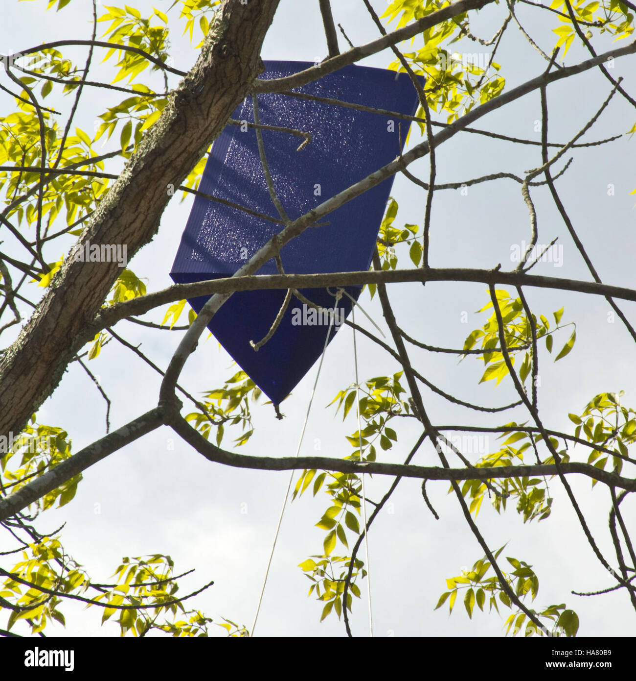 Emerald Ash Borer Trap High Resolution Stock Photography and Images - Alamy